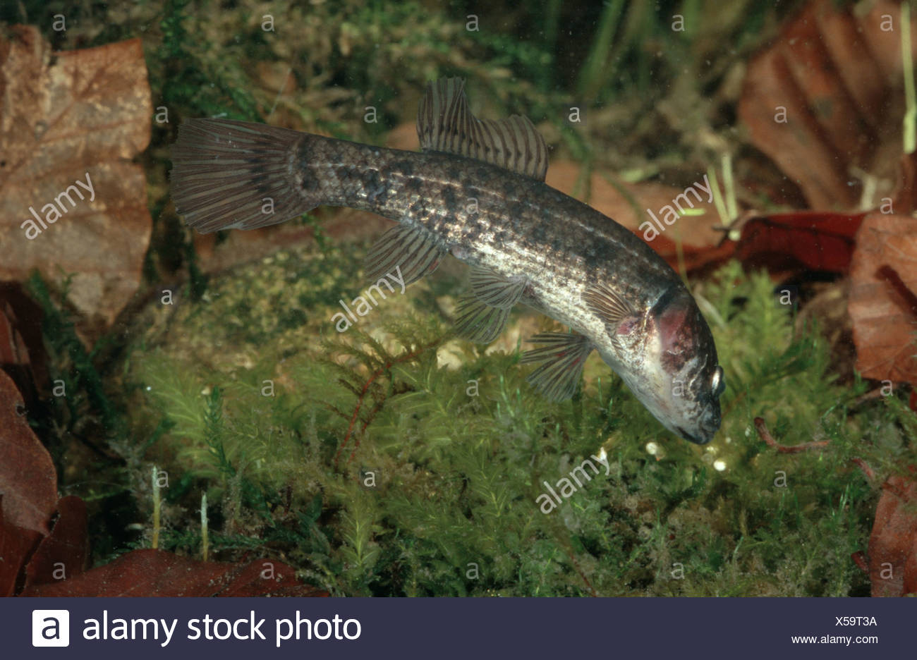 Mudminnow High Resolution Stock Photography and Images - Alamy