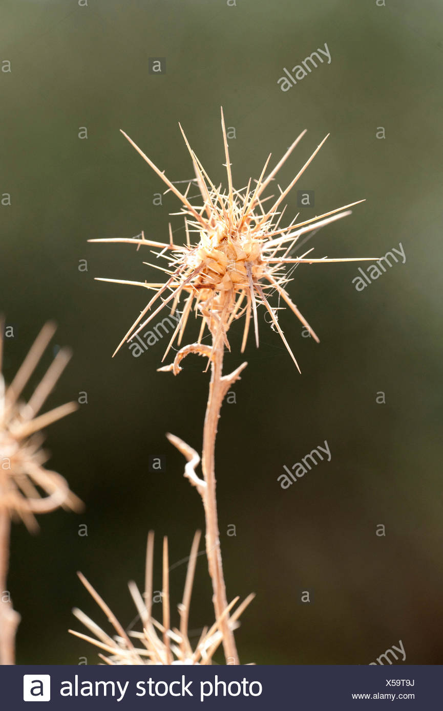 Spiny Desert High Resolution Stock Photography and Images - Alamy