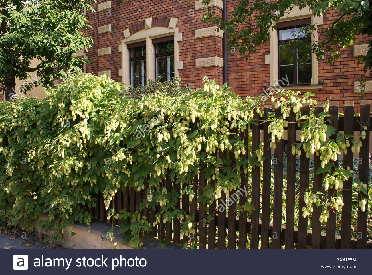 Hopfenzapfen High Resolution Stock Photography and Images - Alamy