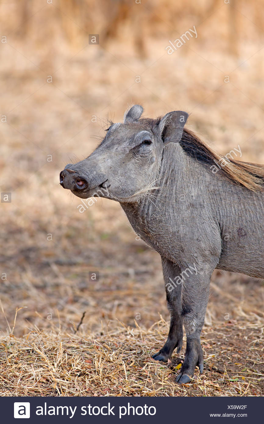African Wild Boar High Resolution Stock Photography and Images - Alamy