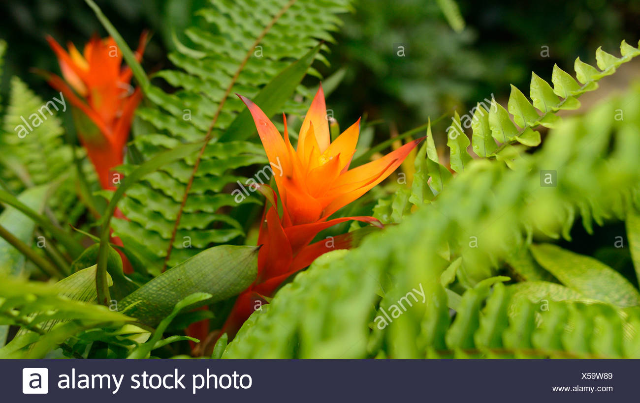 Vriesea Splendens Vriesea Splendens Stock Photos & Vriesea Splendens ...