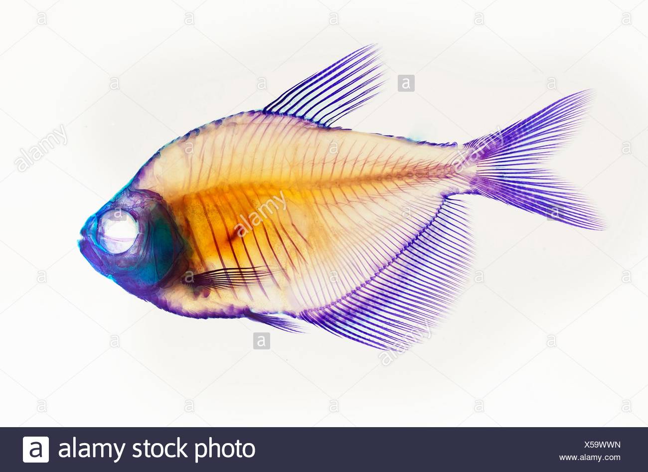 Fish Skeleton High Resolution Stock Photography and Images - Alamy