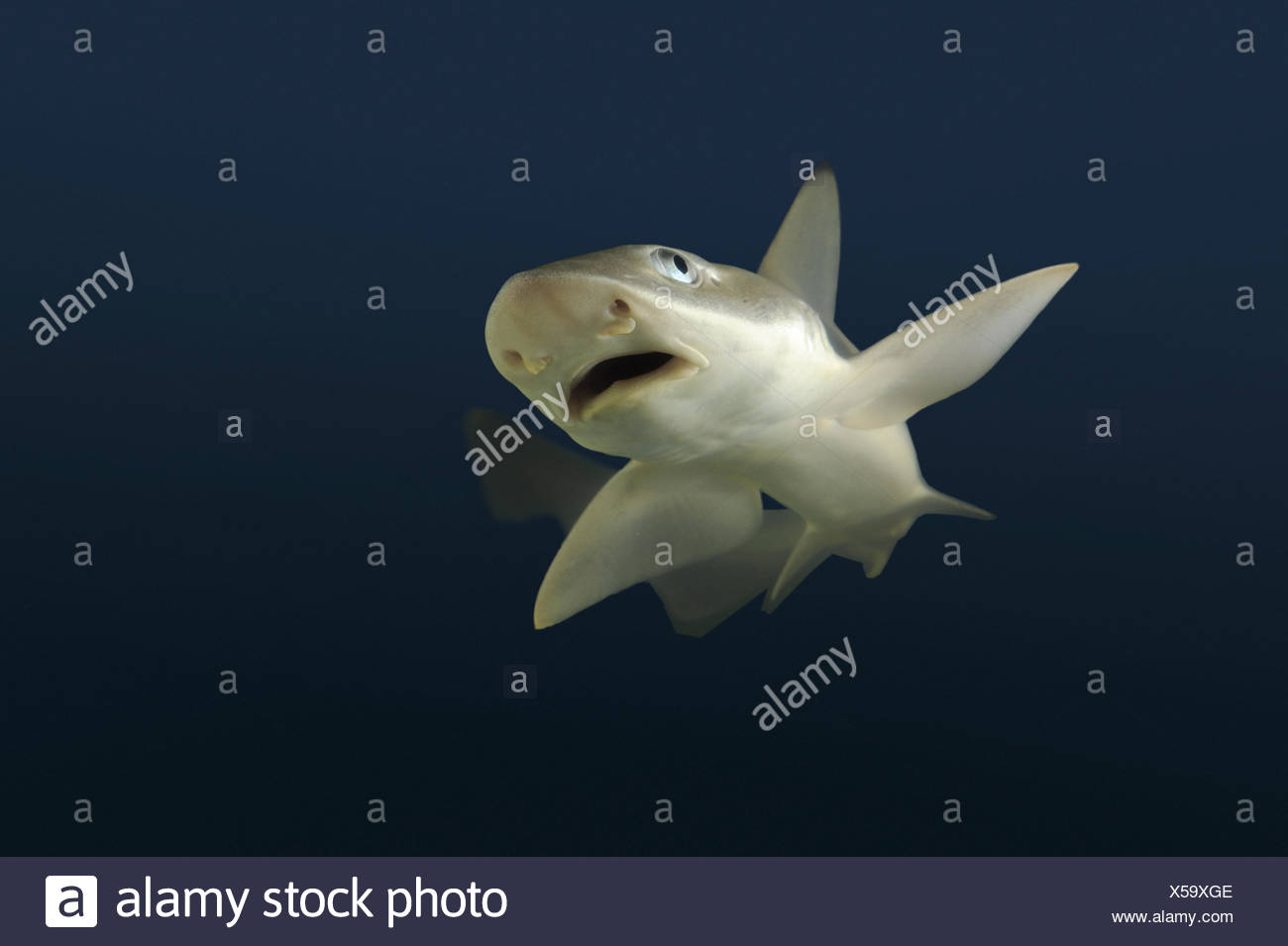 Smooth Hound Shark Stock Photos & Smooth Hound Shark Stock Images - Alamy