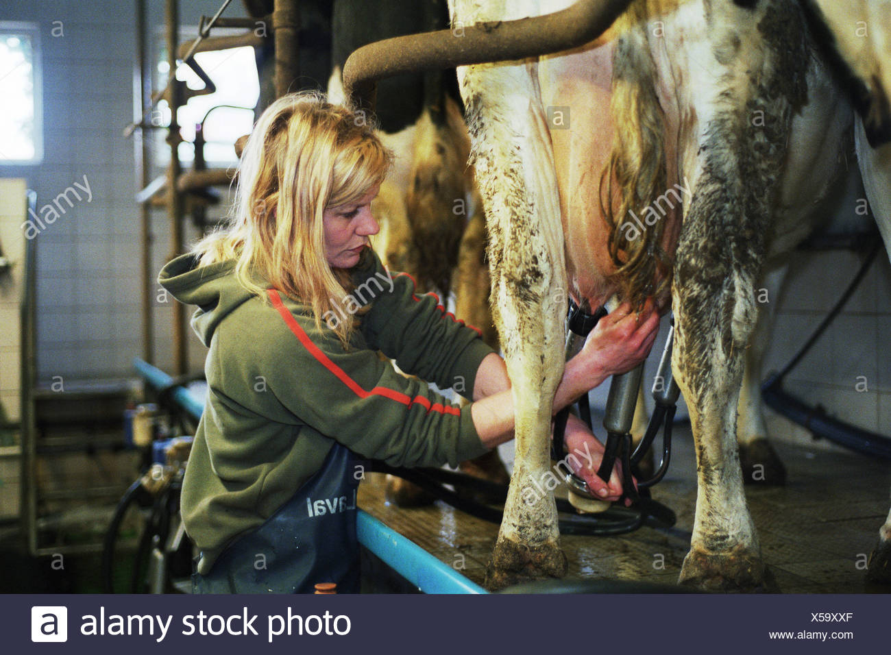 Woman Milking Cow Machine High Resolution Stock Photography and Images ...