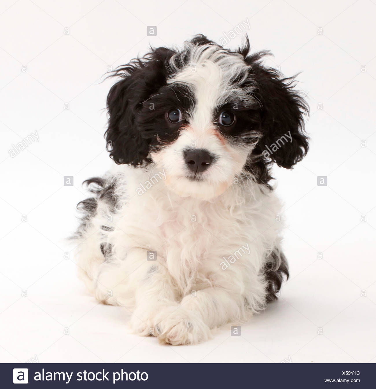 Black And White Cavapoo Puppy High Resolution Stock Photography and ...