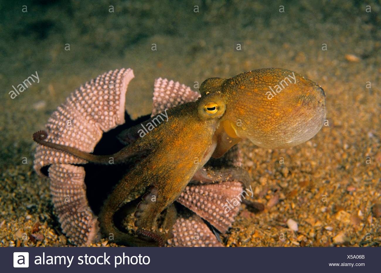 Dead Octopus Stock Photos & Dead Octopus Stock Images - Alamy