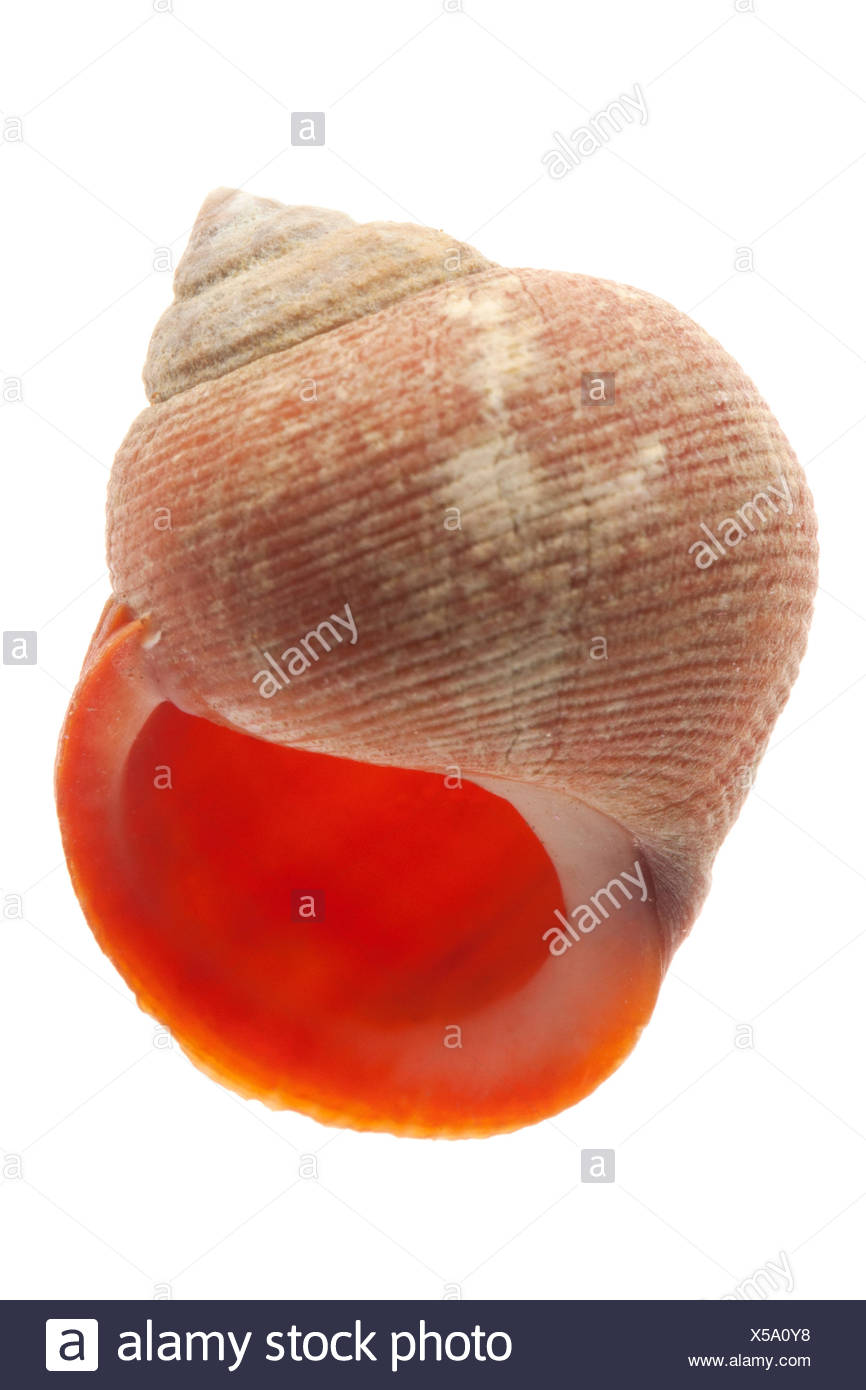 Periwinkle Shellfish High Resolution Stock Photography and Images - Alamy