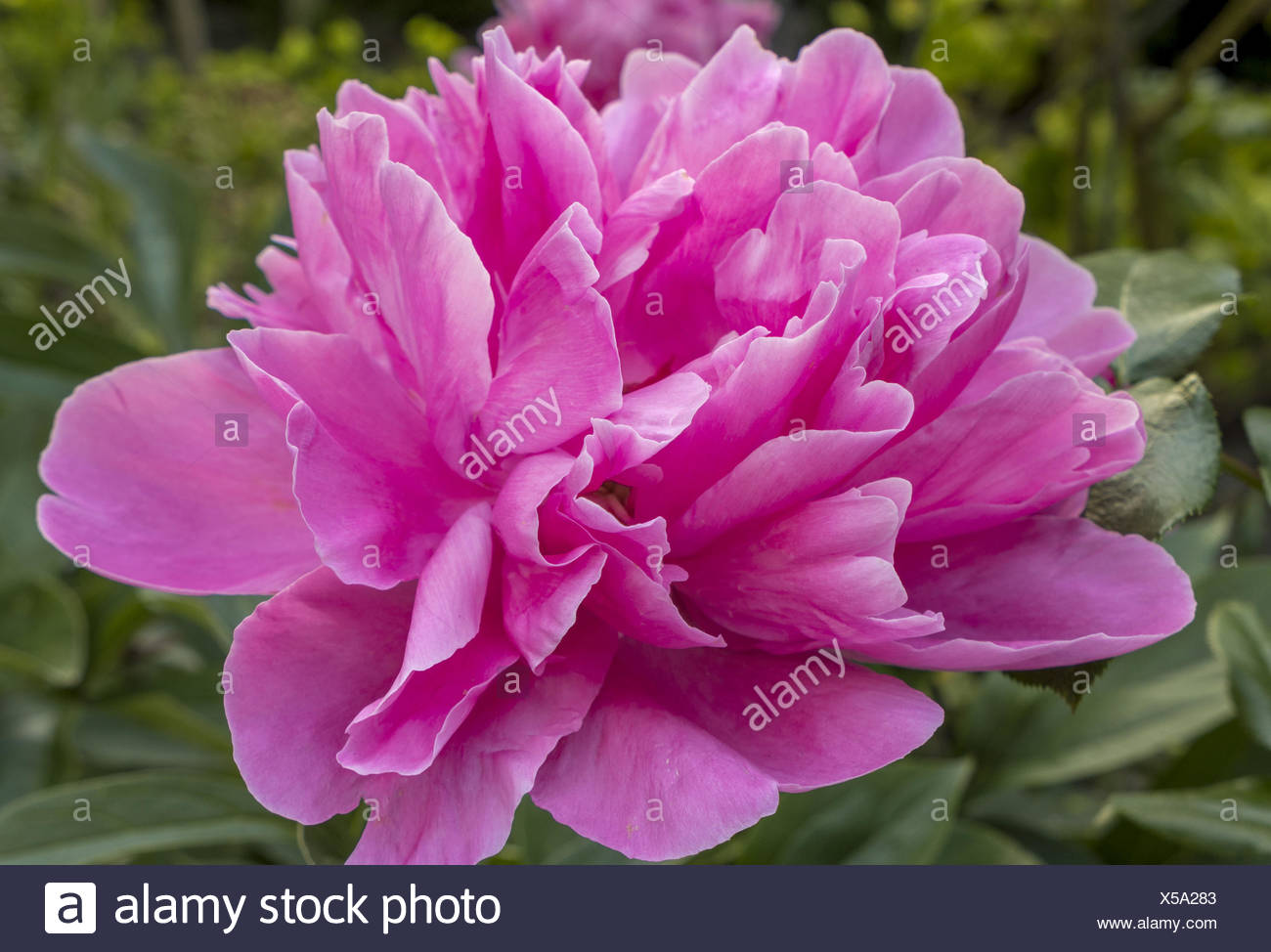 Pfingstrosen High Resolution Stock Photography and Images - Alamy