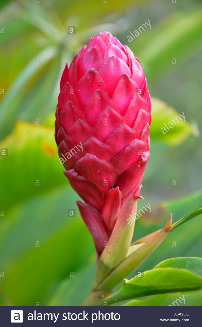 Zingiber Officinale Flower High Resolution Stock Photography and Images ...