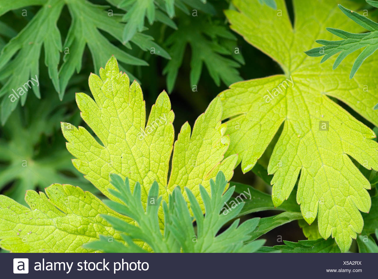 Geranium Ann Folkard Stock Photos & Geranium Ann Folkard Stock Images ...