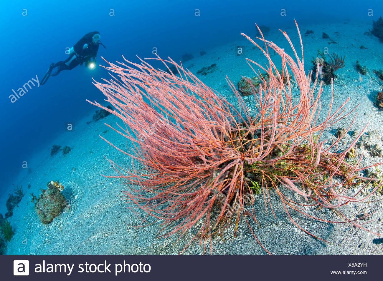 Mr Whip High Resolution Stock Photography and Images - Alamy