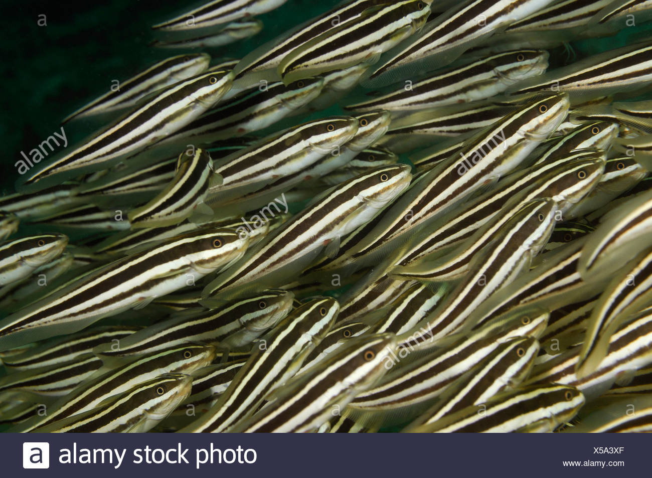 Venomous Striped Eel Catfish High Resolution Stock Photography and ...