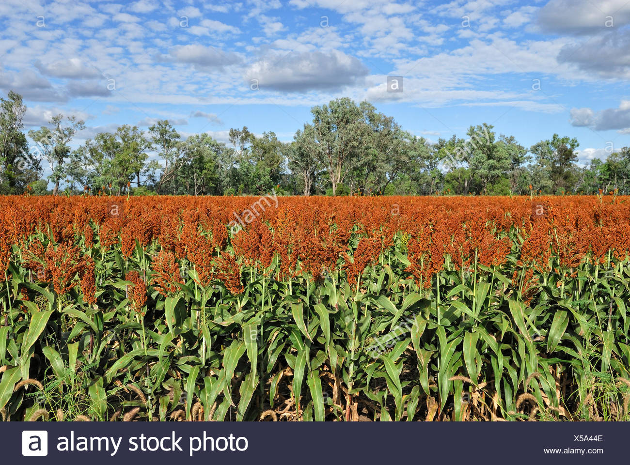 Sorghum Bicolor Grain Crop High Resolution Stock Photography and Images ...