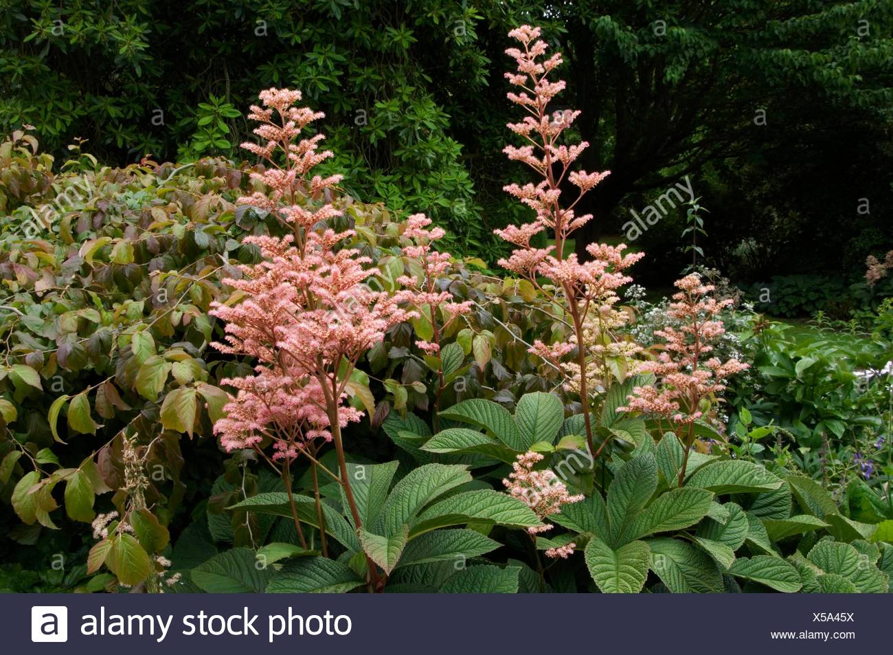 Rodgersia High Resolution Stock Photography and Images - Alamy