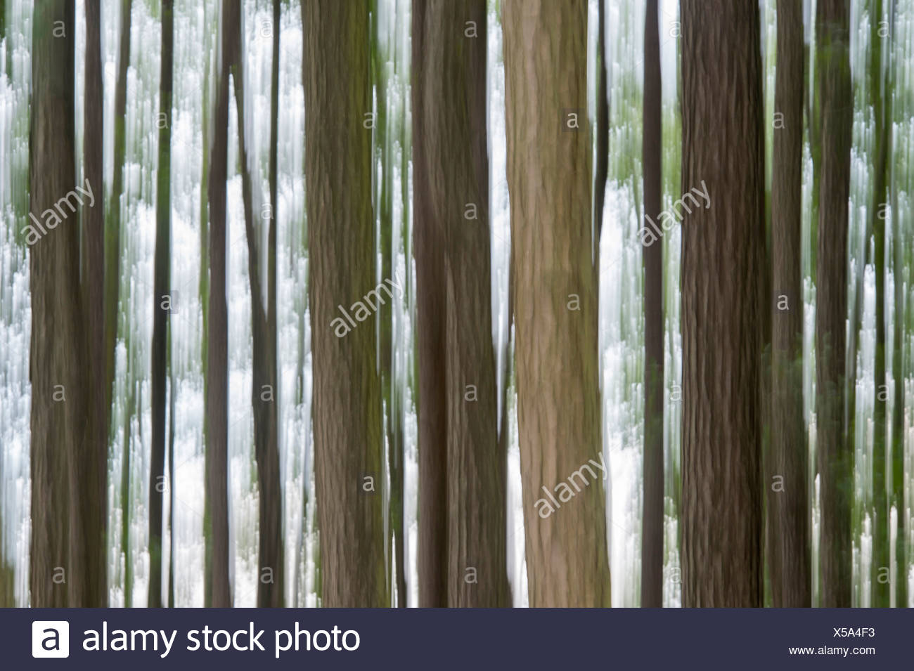 Alder Tree High Resolution Stock Photography and Images - Alamy