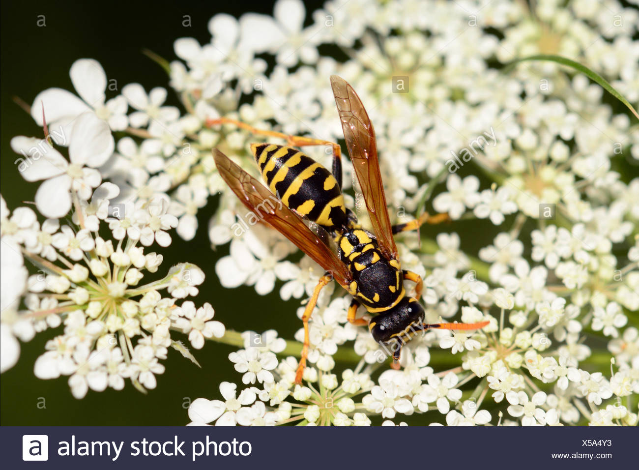 Queen Wasp Stock Photos & Queen Wasp Stock Images - Alamy
