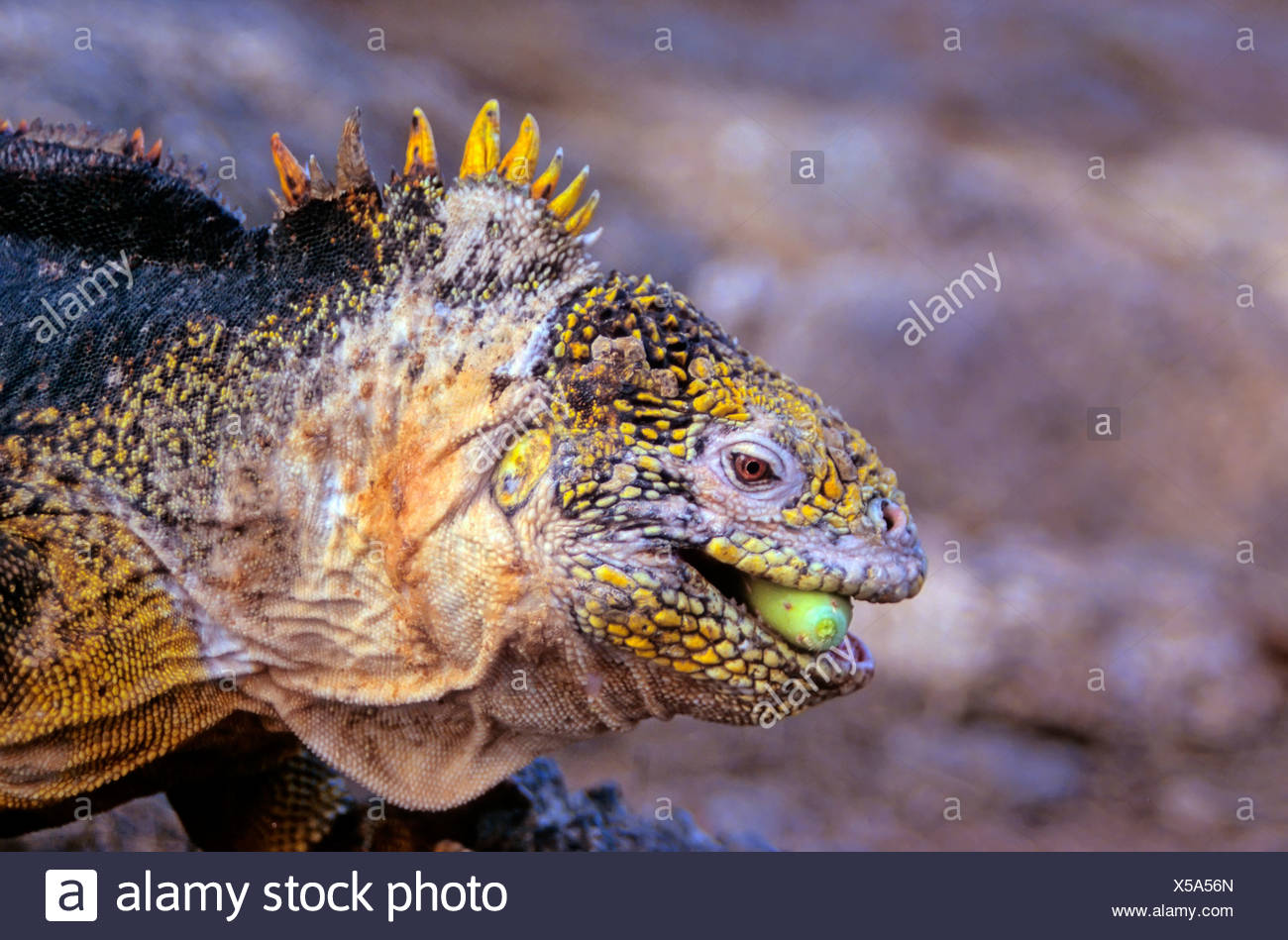 Iguana Iguana Stock Photos & Iguana Iguana Stock Images - Alamy