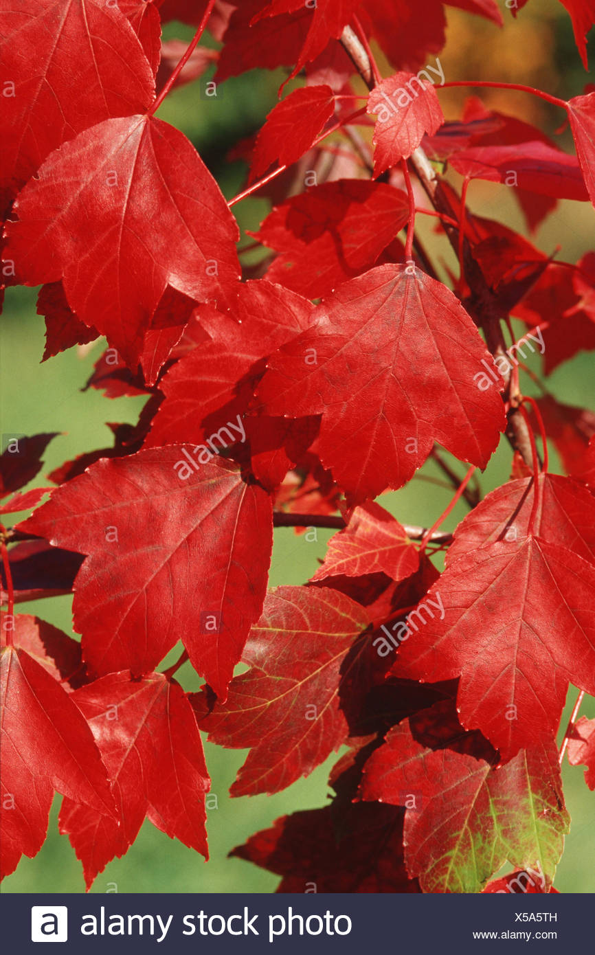 Swamp Maple High Resolution Stock Photography and Images - Alamy