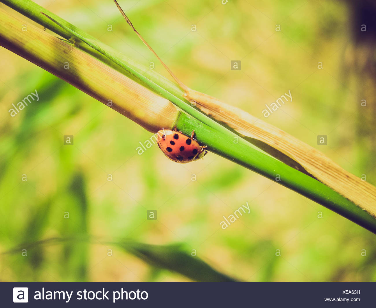 Cane Beetle High Resolution Stock Photography and Images - Alamy