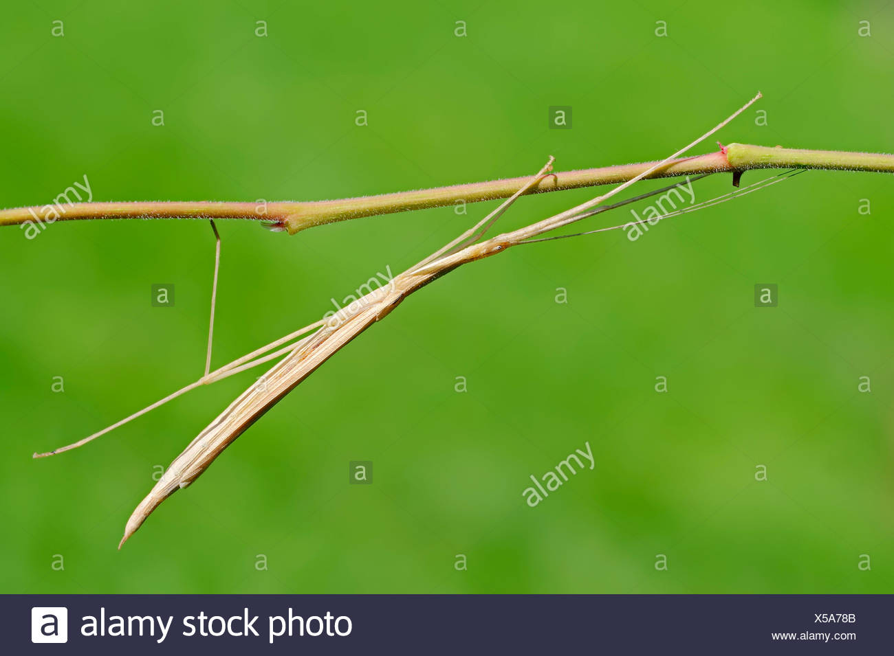 Winged Stick Insect High Resolution Stock Photography and Images - Alamy