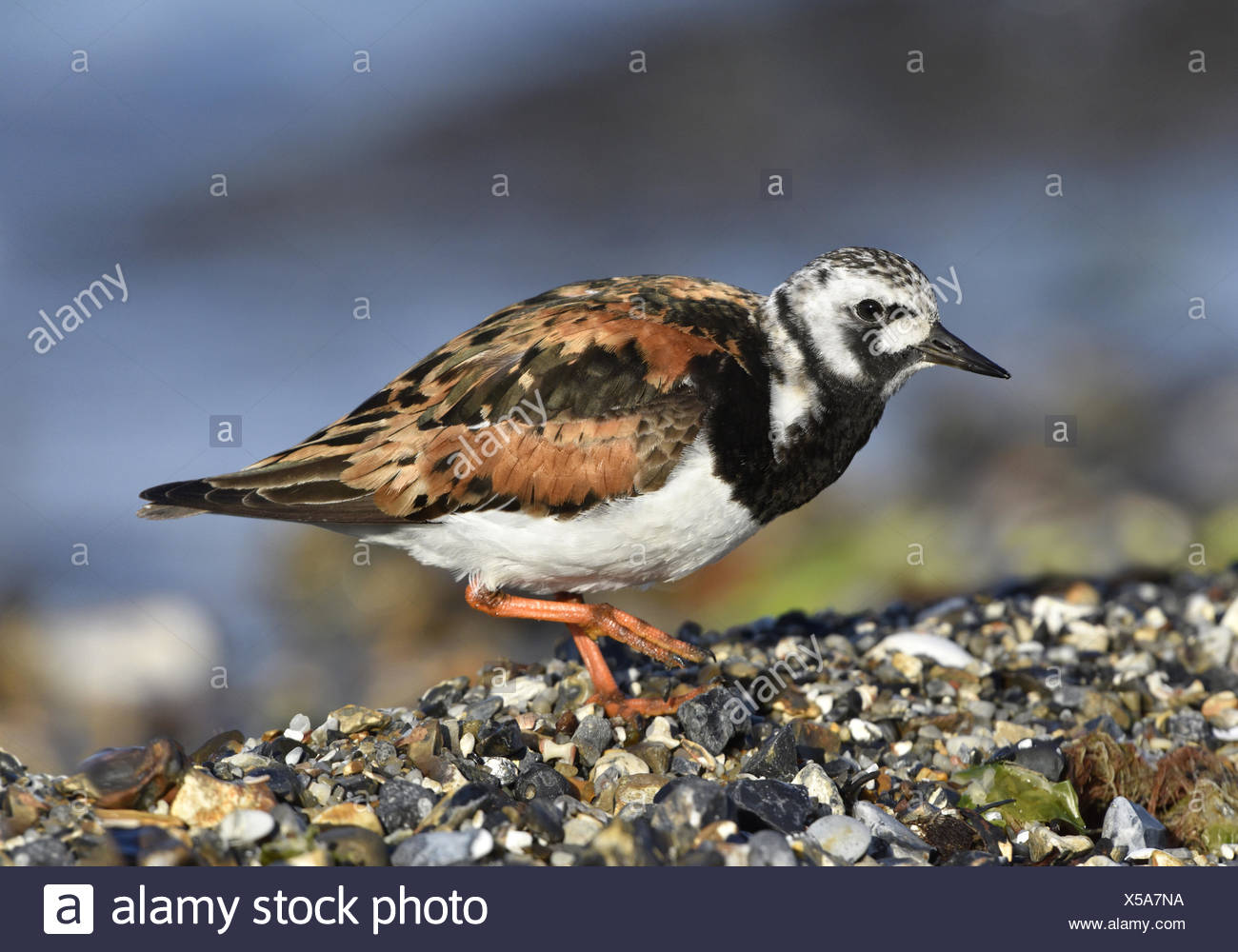 British Shore Birds High Resolution Stock Photography and Images - Alamy
