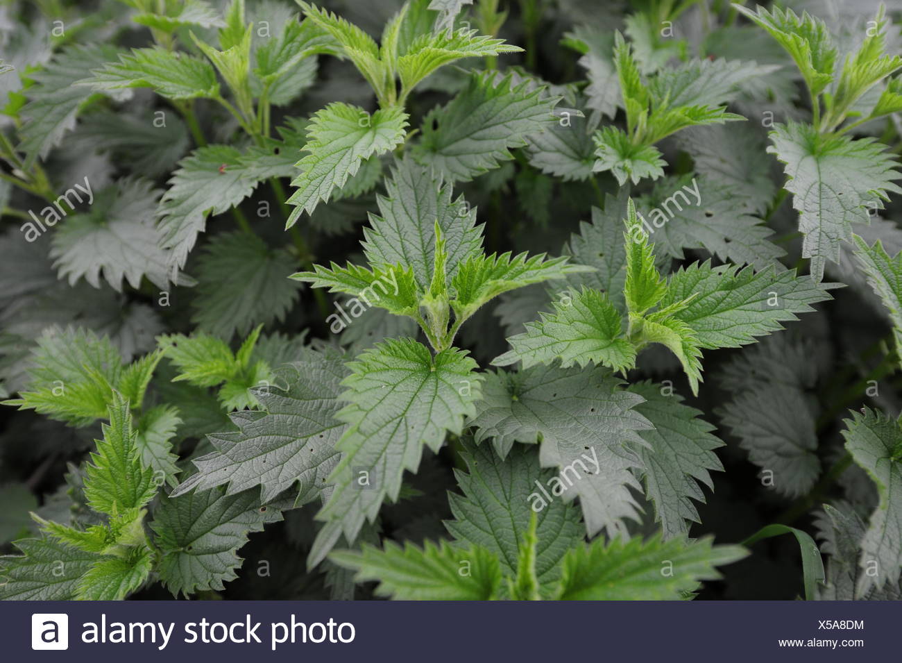 Itch Weed Stock Photos & Itch Weed Stock Images - Alamy