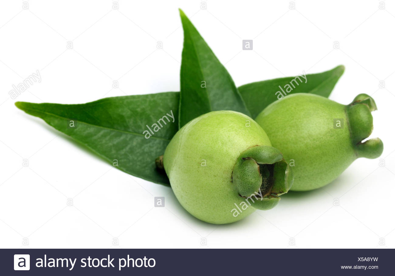 Syzygium Jambos Trees High Resolution Stock Photography and Images - Alamy