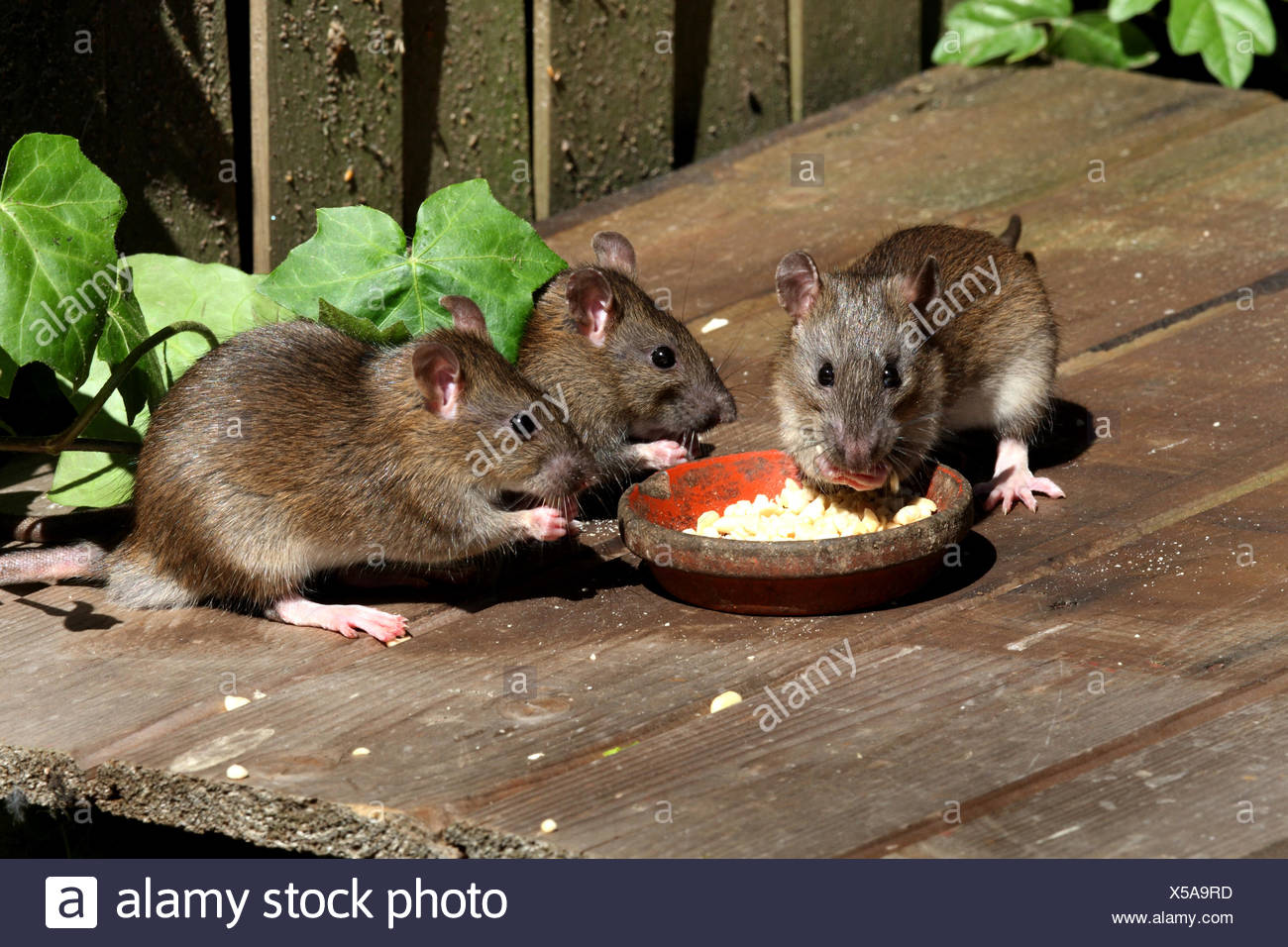 Juvenile Rat High Resolution Stock Photography and Images - Alamy