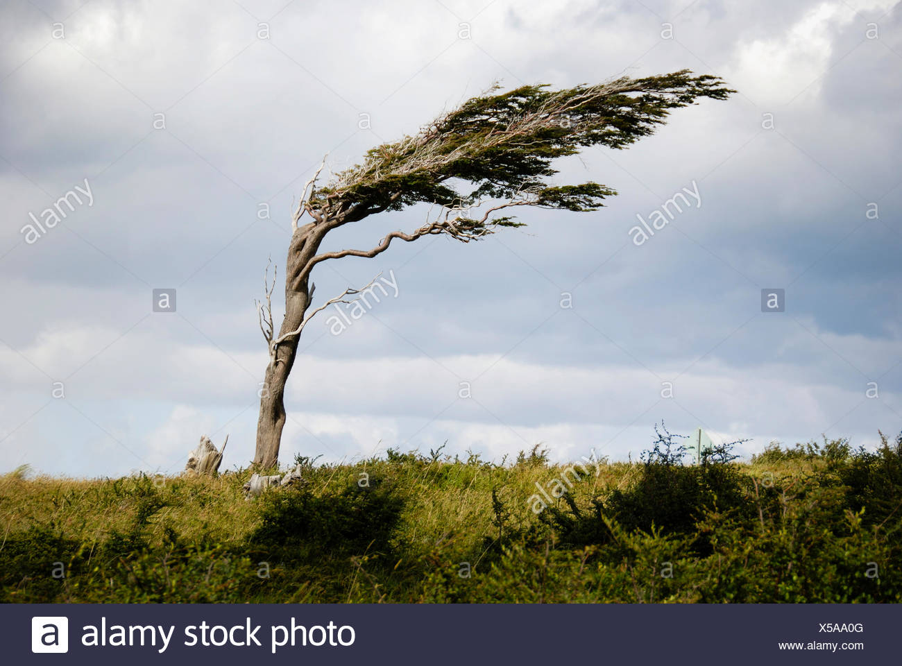 Strong Plants High Resolution Stock Photography and Images - Alamy