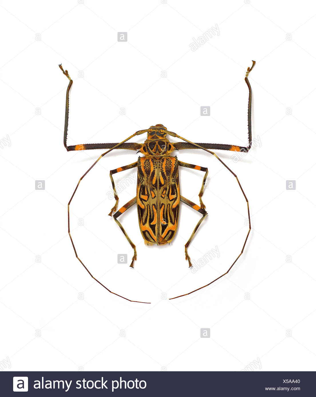 Longimanus High Resolution Stock Photography and Images - Alamy