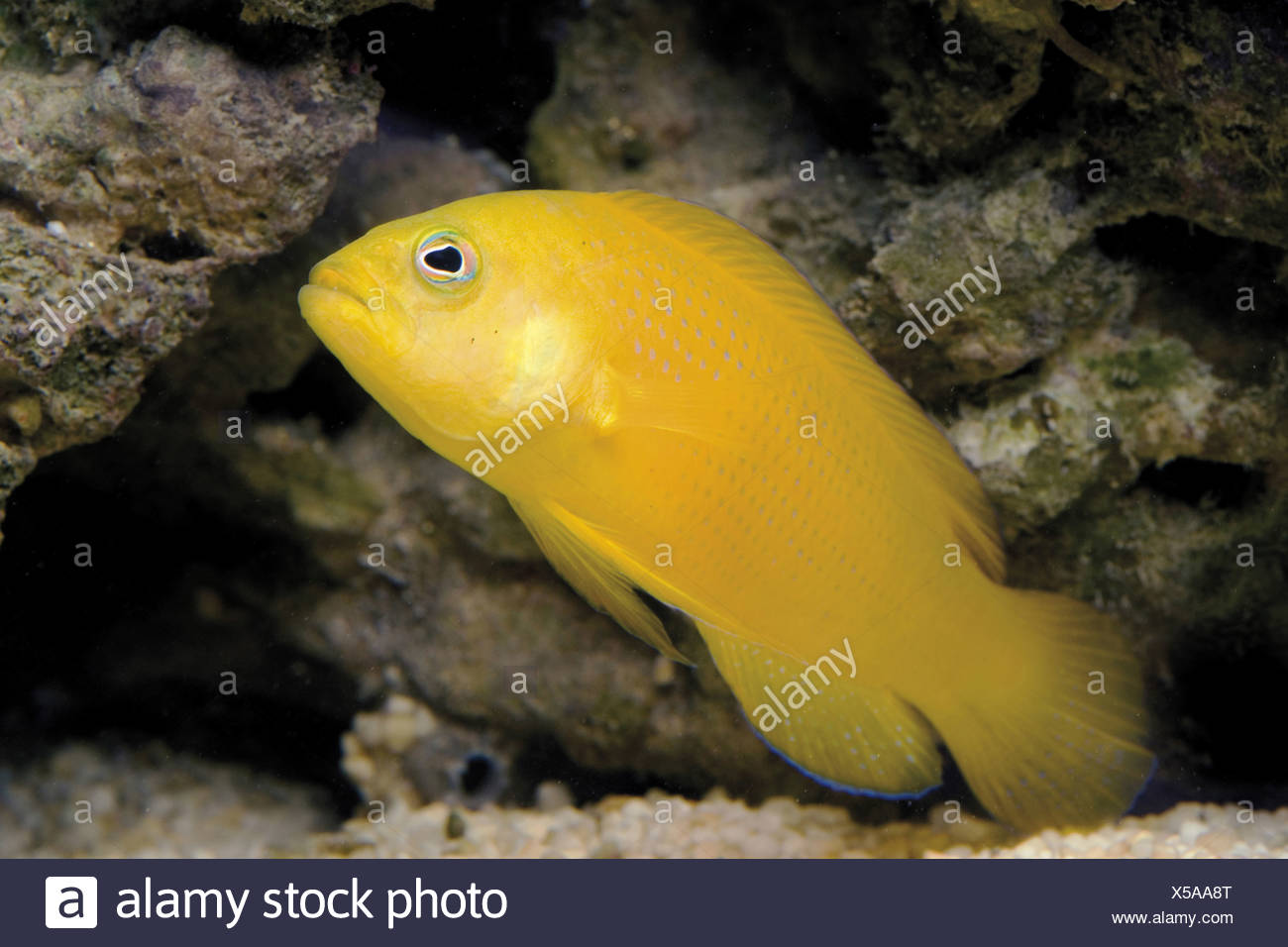 Pseudochromis High Resolution Stock Photography and Images - Alamy
