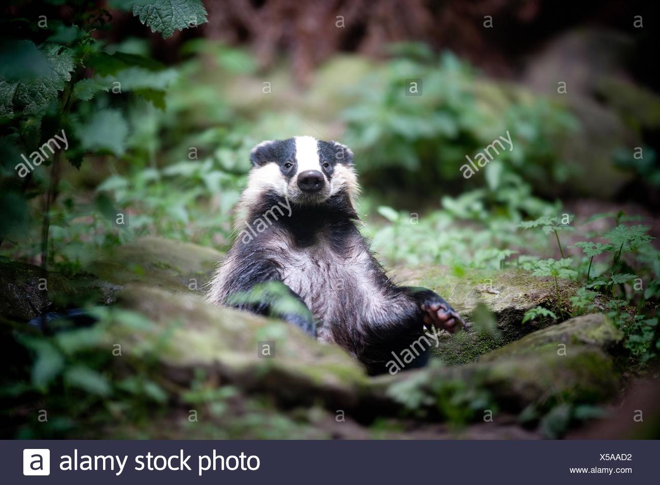 Badger High Resolution Stock Photography and Images - Alamy