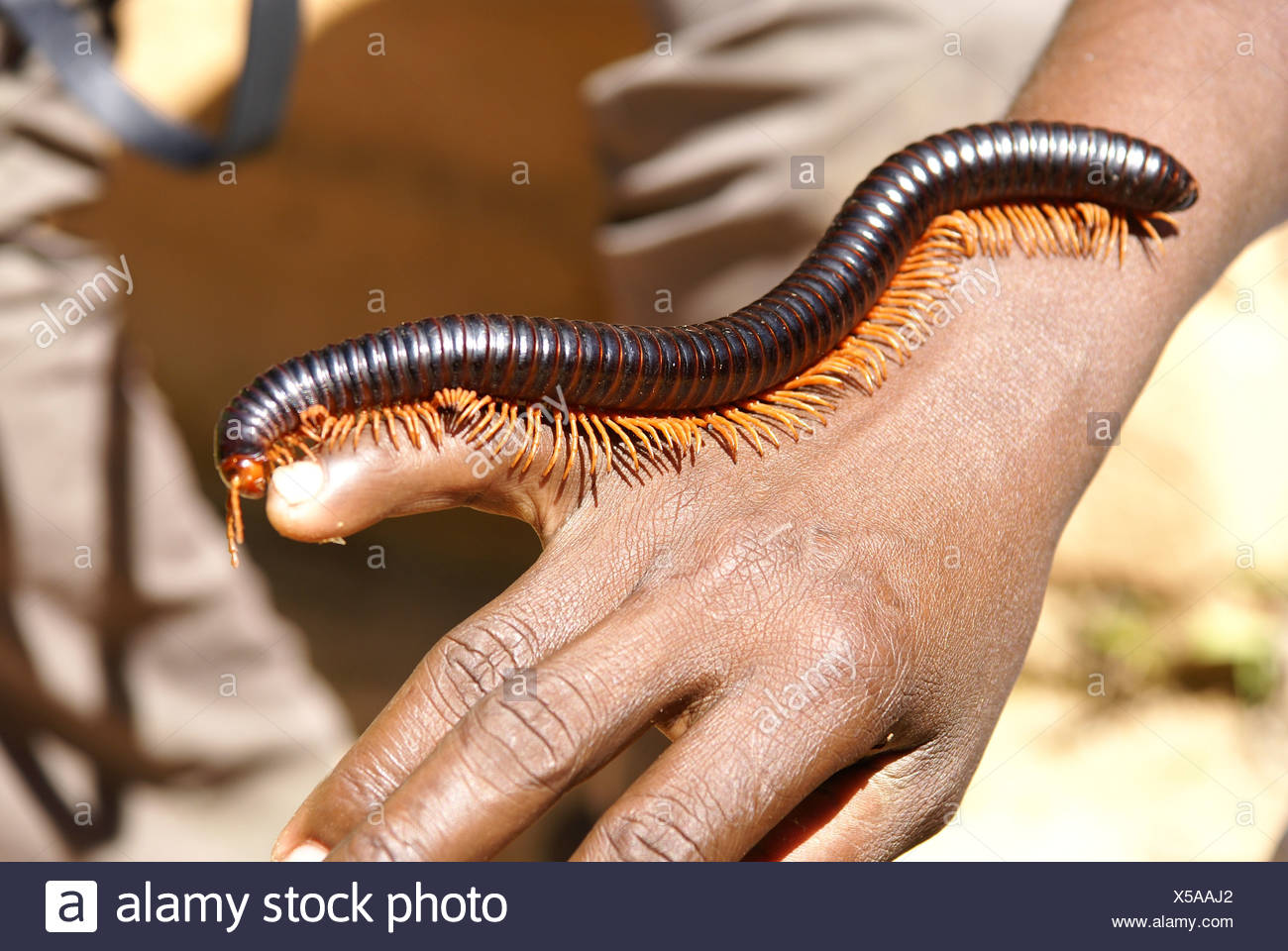 Red Millipedes High Resolution Stock Photography and Images - Alamy