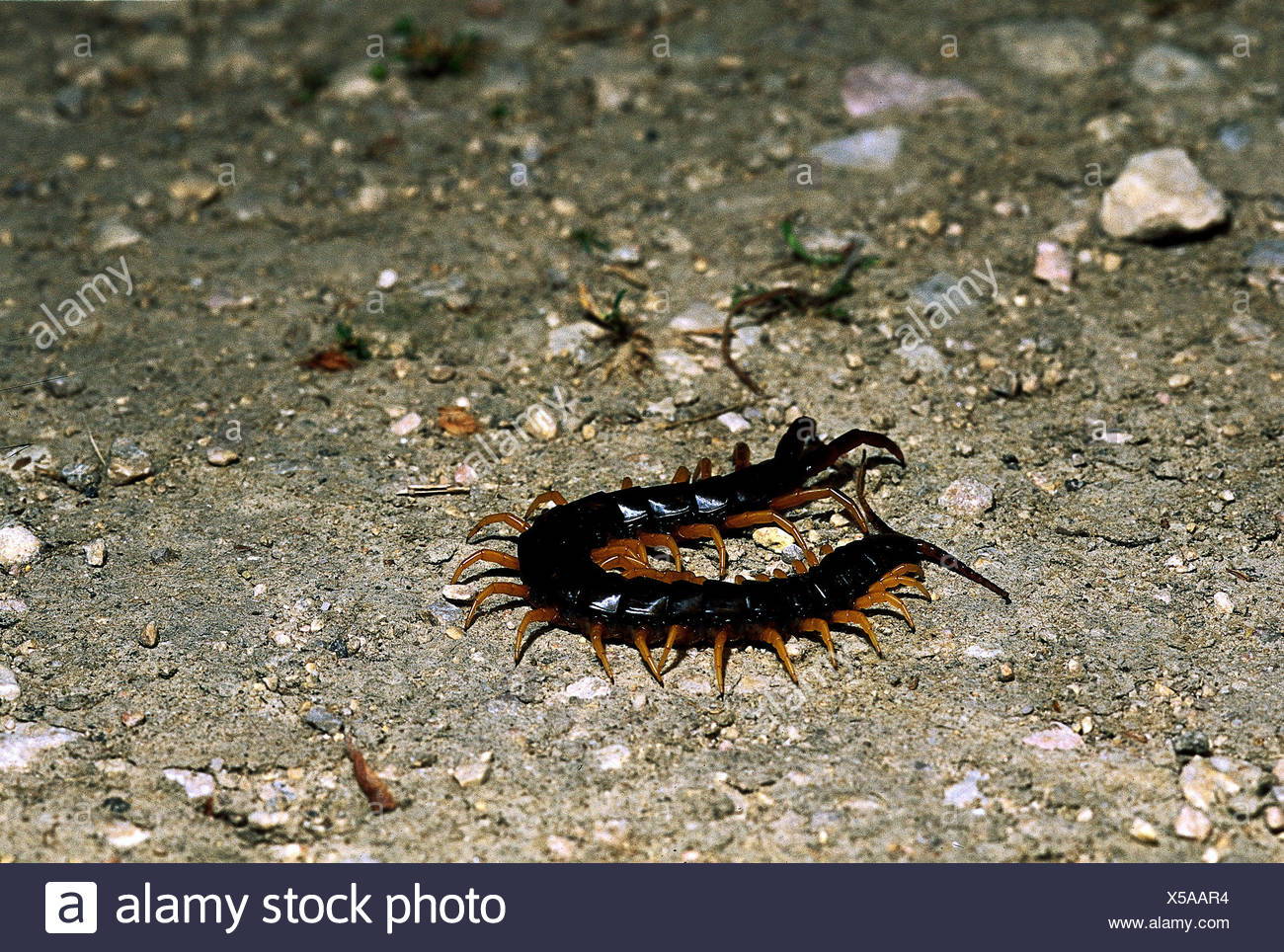 Amazonian Giant Centipede High Resolution Stock Photography and Images ...