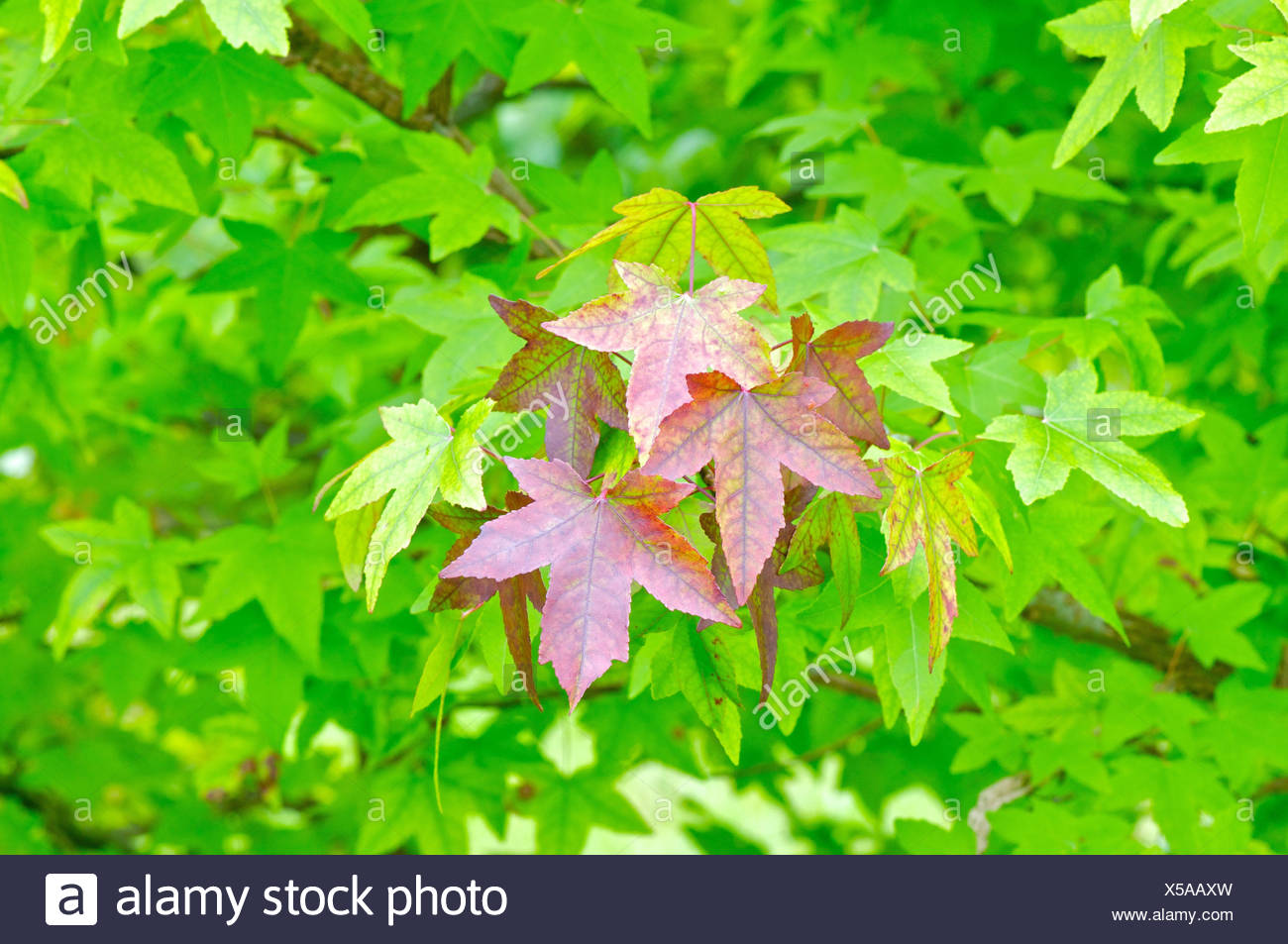 Sweetgum Leaves High Resolution Stock Photography and Images - Alamy