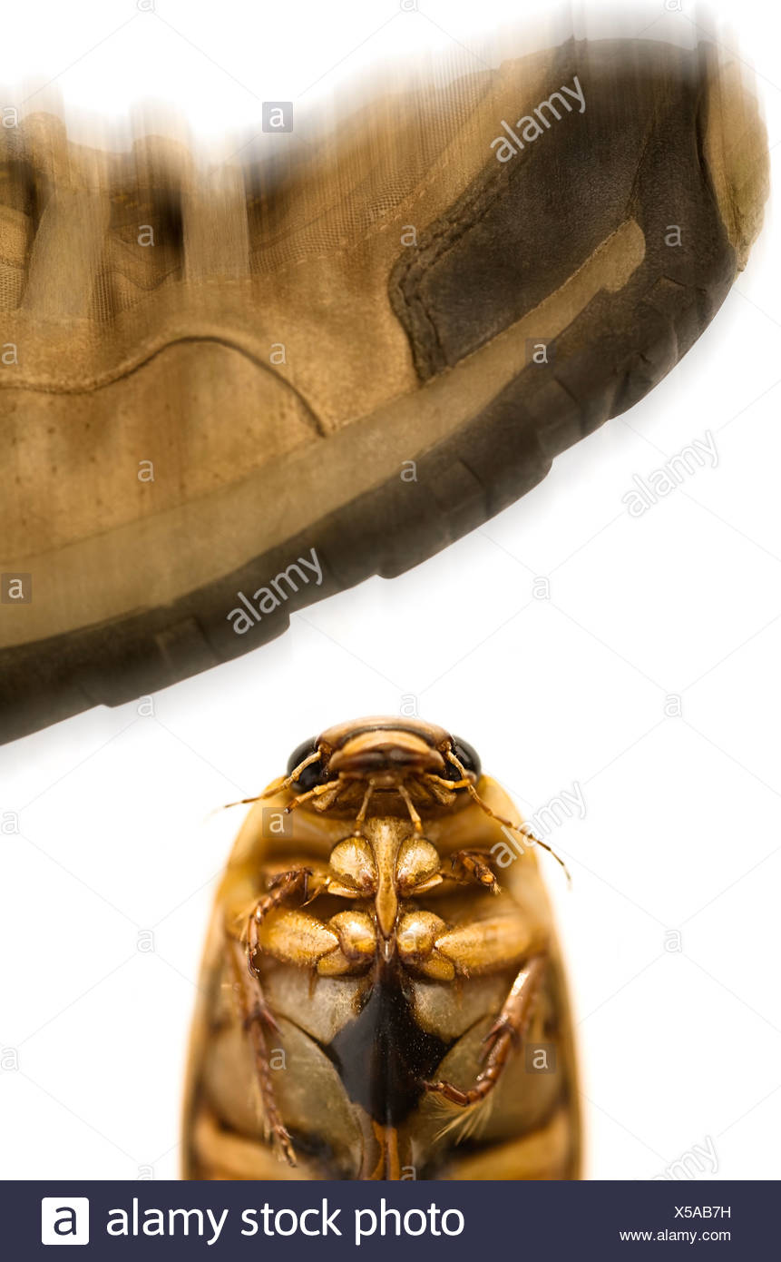 Beetle Foot High Resolution Stock Photography and Images - Alamy