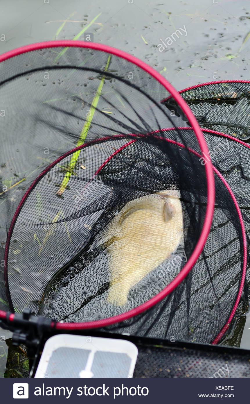 Fisherman Catch Fish In The Net High Resolution Stock Photography and ...