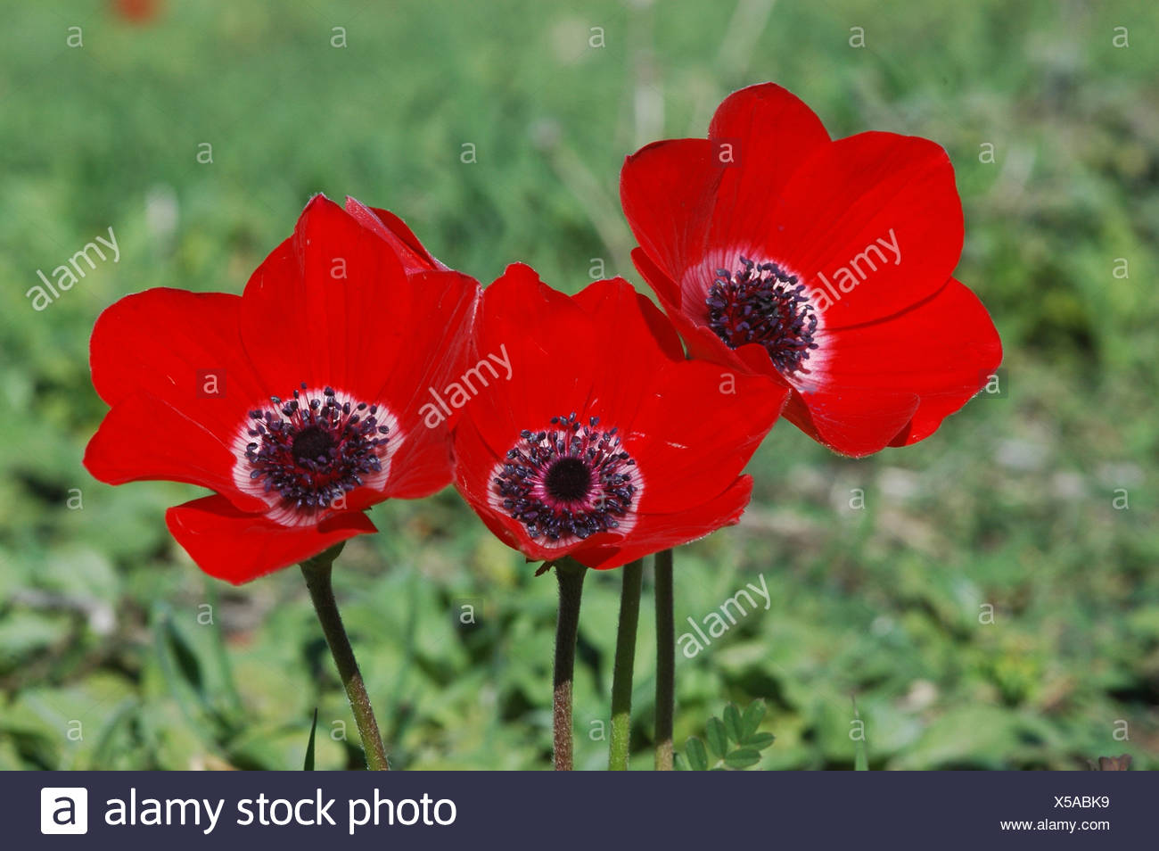 Anemone Coronaria High Resolution Stock Photography and Images - Alamy