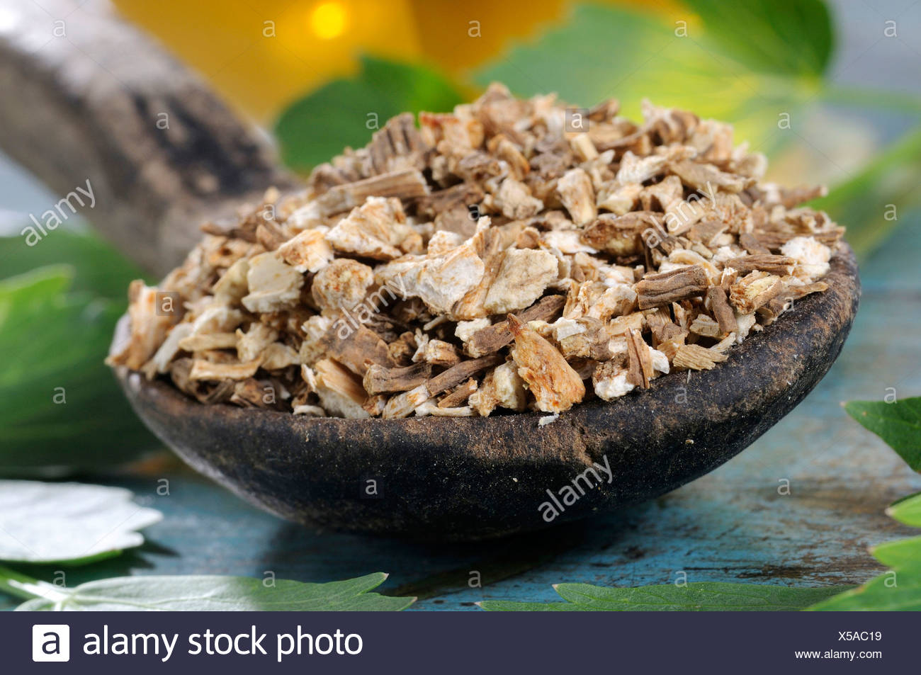 Lovage Root High Resolution Stock Photography and Images - Alamy