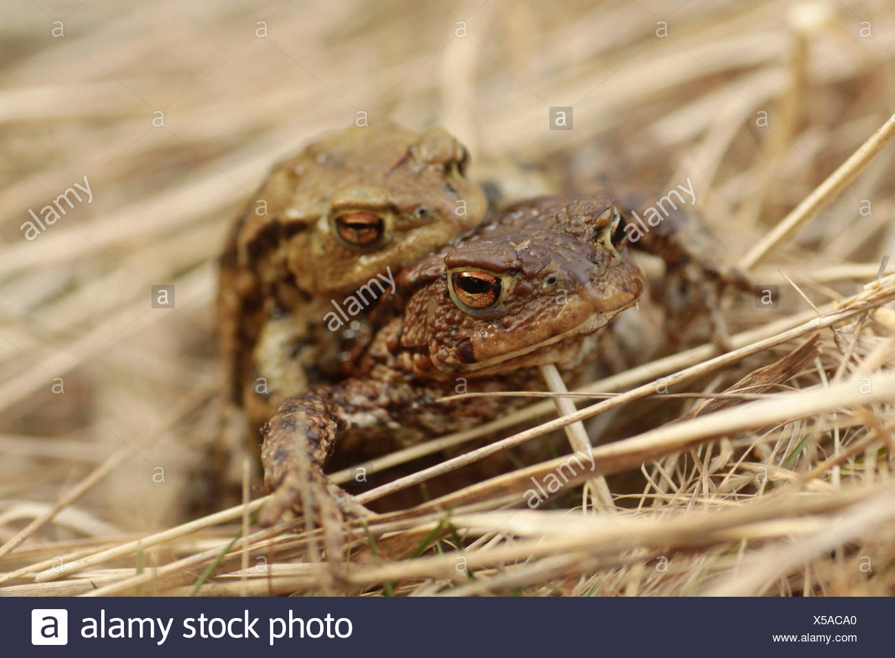 Purple Toad Stock Photos & Purple Toad Stock Images - Alamy
