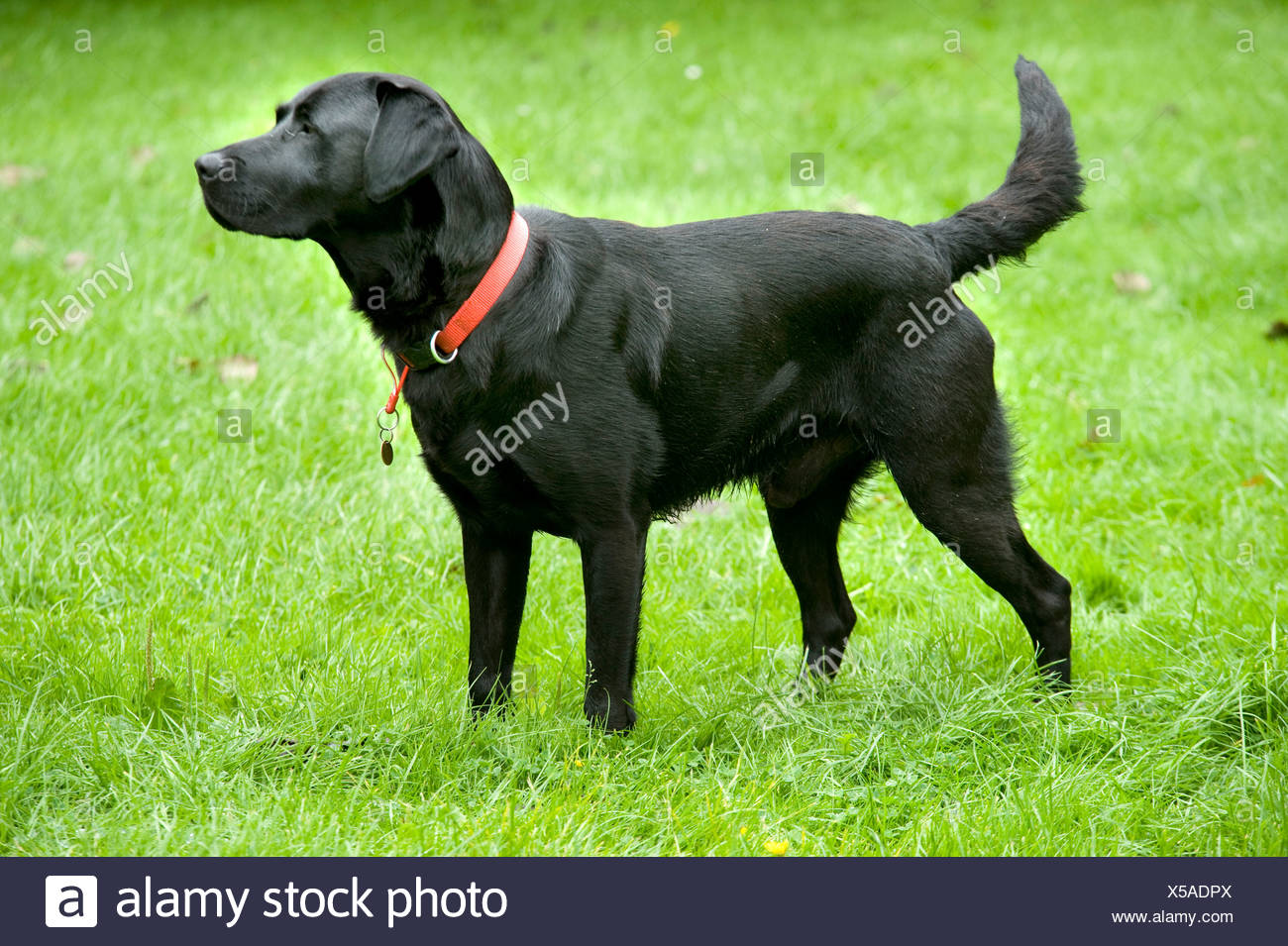 Black Labrador Retriever Stock Photos & Black Labrador Retriever Stock ...