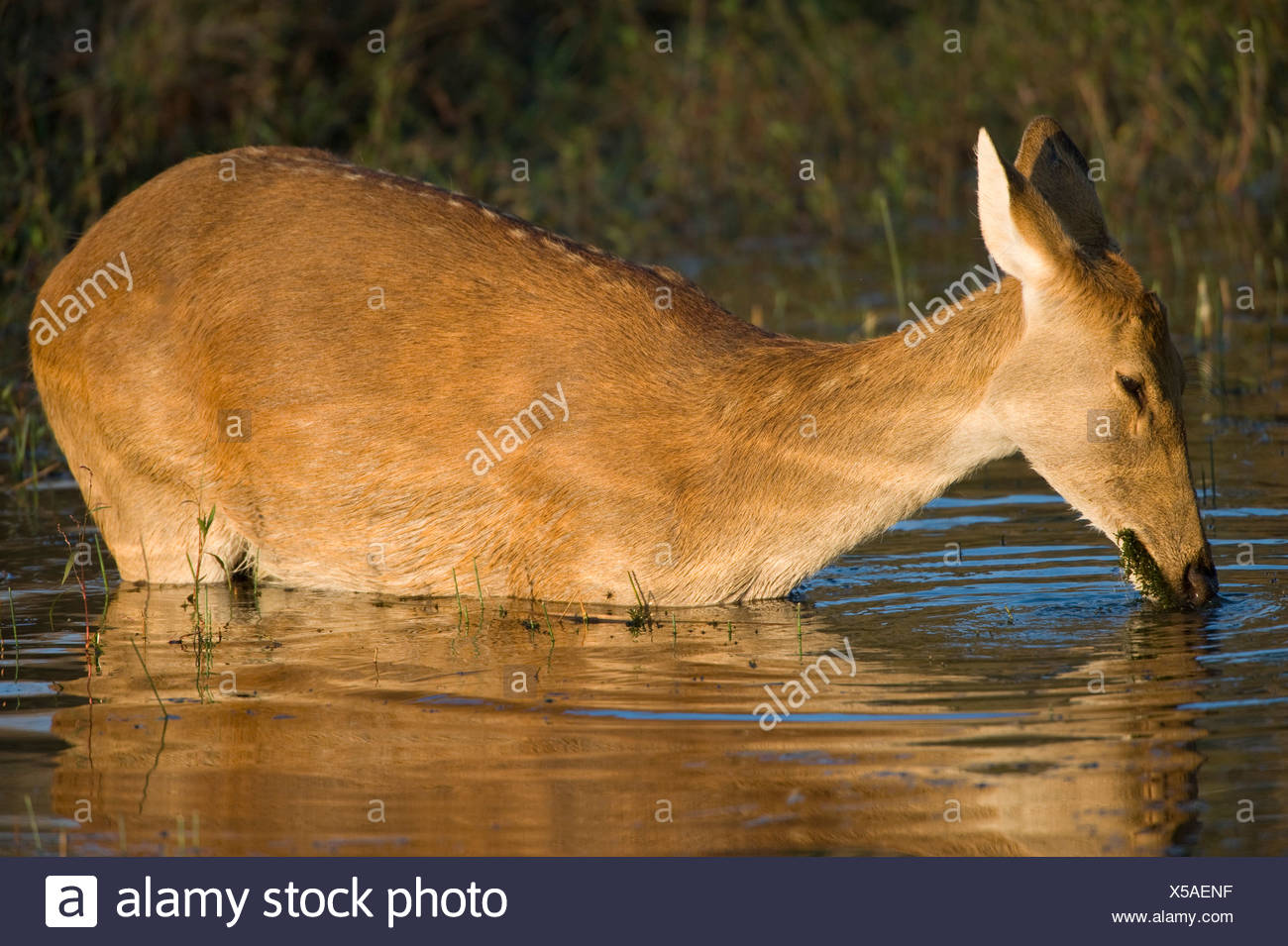 Madhya Pradesh, India High Resolution Stock Photography and Images - Alamy
