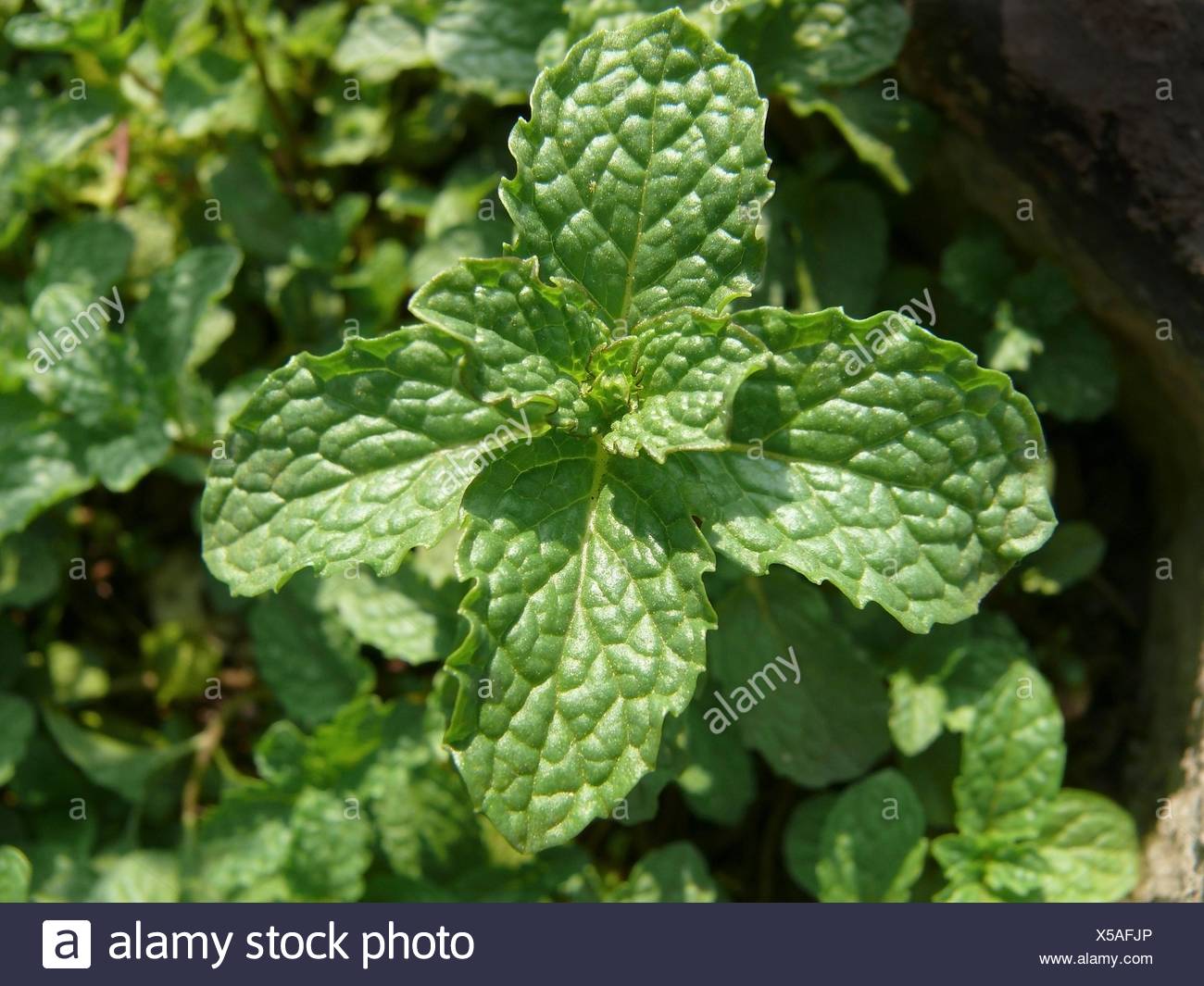 Mentha Arvensis High Resolution Stock Photography and Images - Alamy