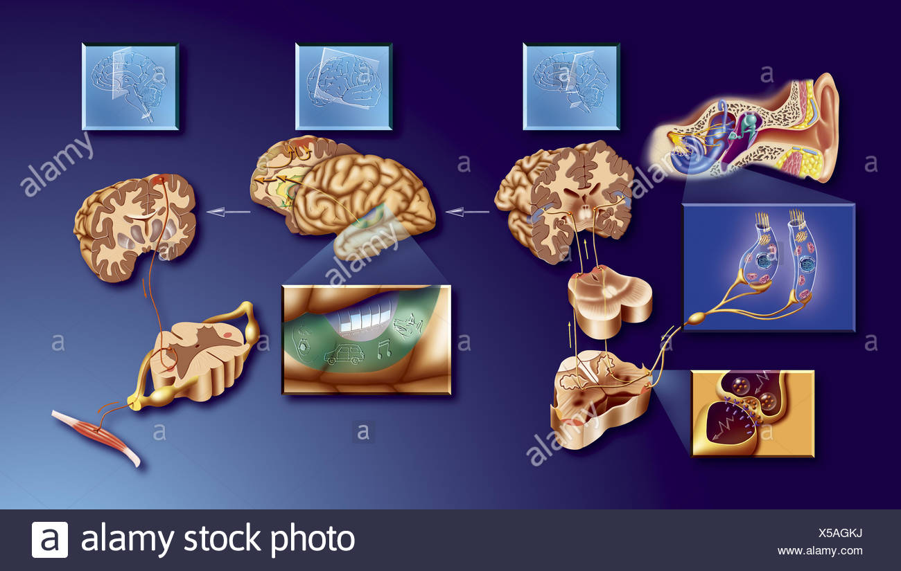 Auditory Cortex Stock Photos & Auditory Cortex Stock Images - Alamy
