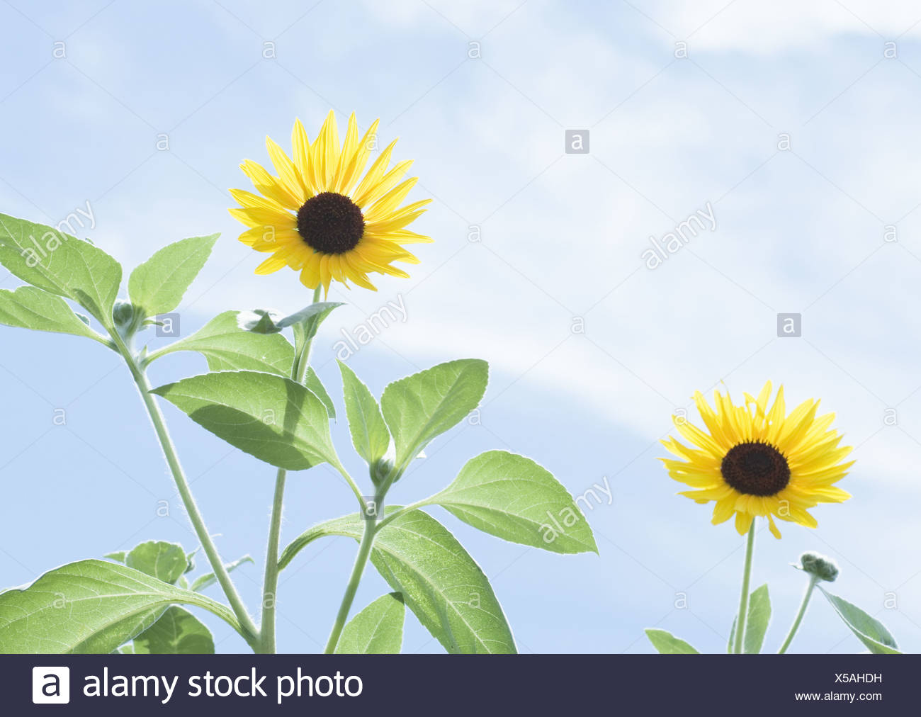Sunflower Stem High Resolution Stock Photography and Images - Alamy