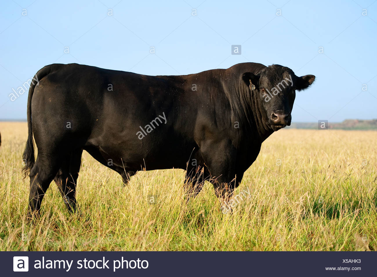 Angus The Bull High Resolution Stock Photography and Images - Alamy