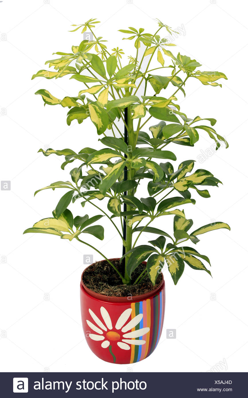 Schefflera Arboricola High Resolution Stock Photography and Images - Alamy
