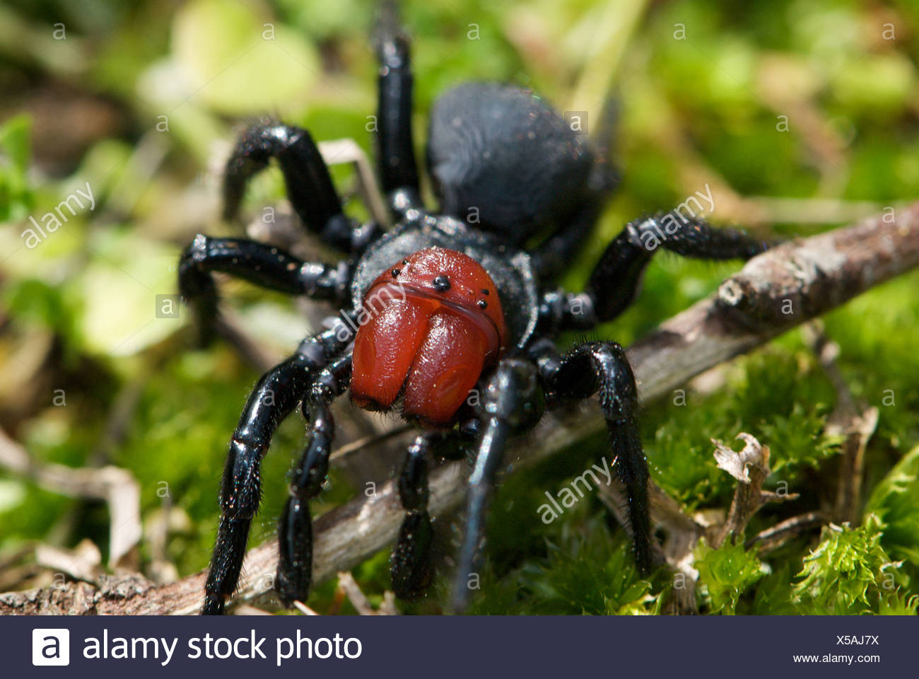 Mouse Spider High Resolution Stock Photography and Images - Alamy