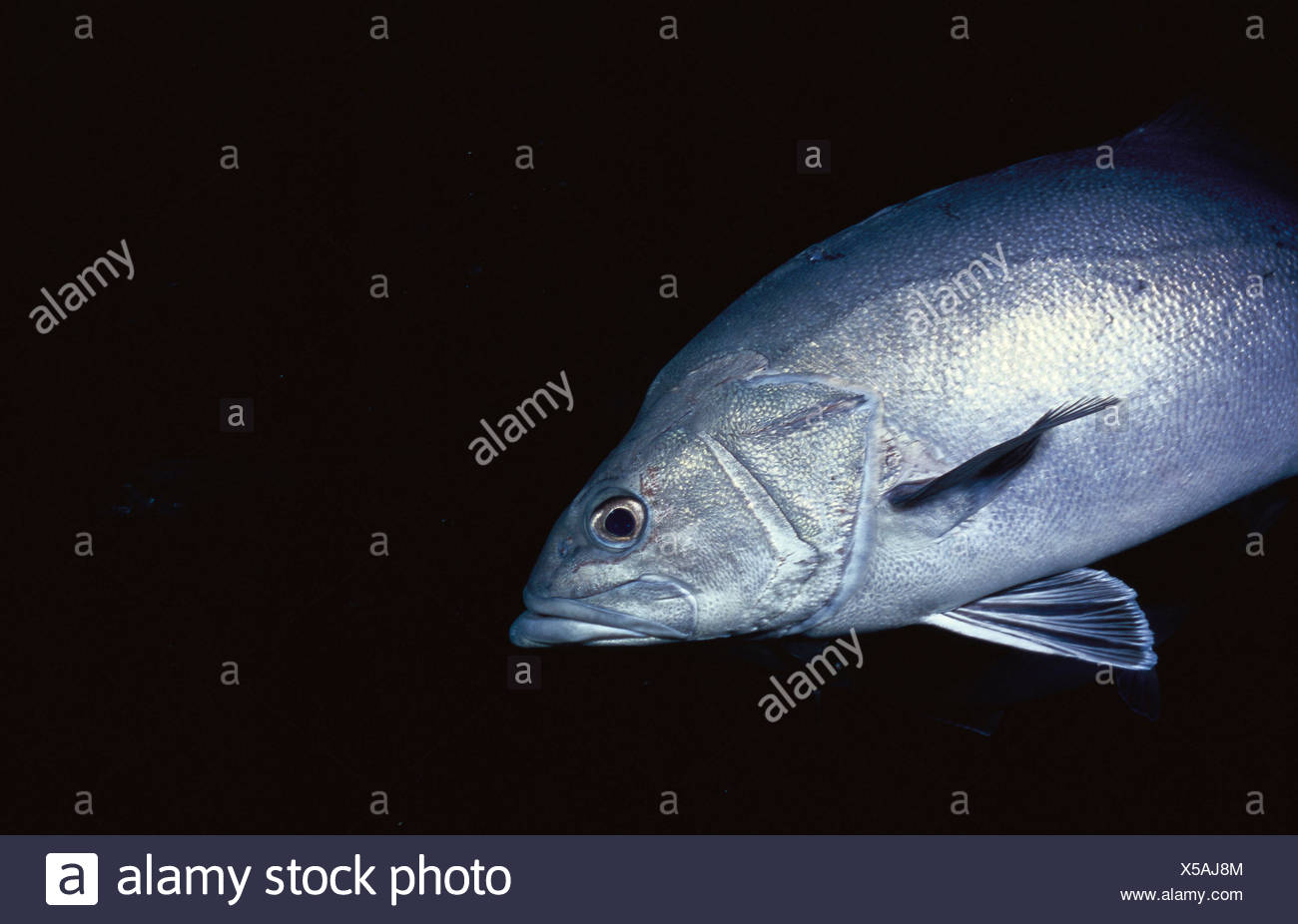 Wreckfish Stock Photos & Wreckfish Stock Images - Alamy
