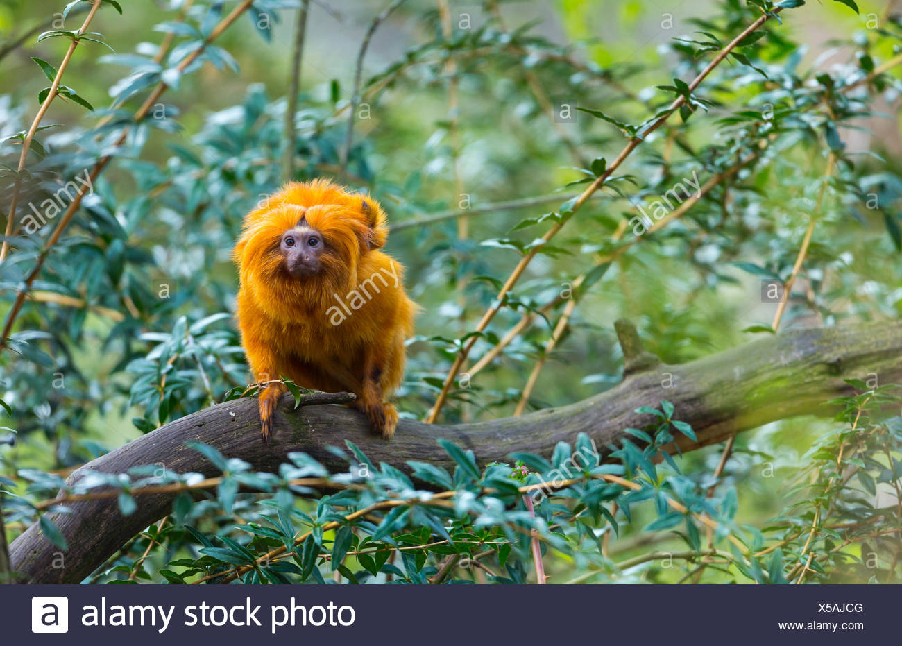 Golden Lion Tamarin High Resolution Stock Photography and Images - Alamy